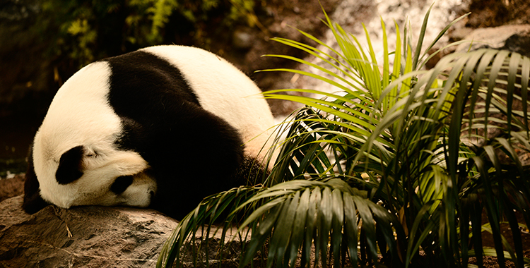 Panda Point | flyingpenguin